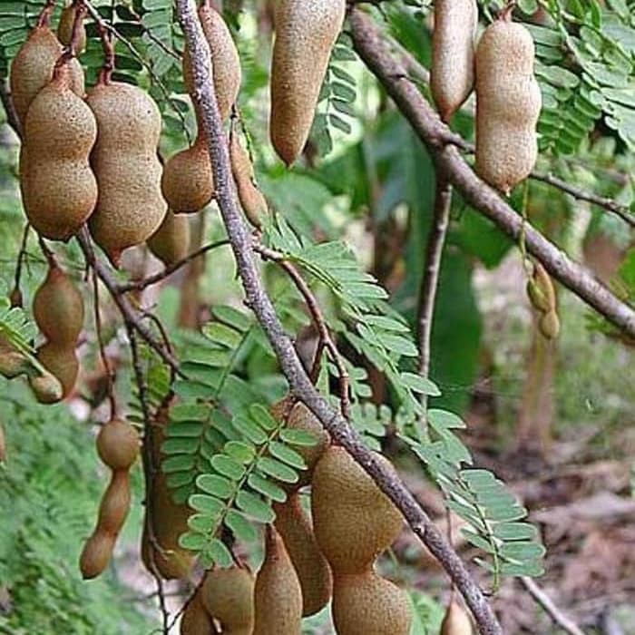 Jual 500 GRAM DAUN ASAM JAWA (PREMIUM QUALITY) | Shopee Indonesia