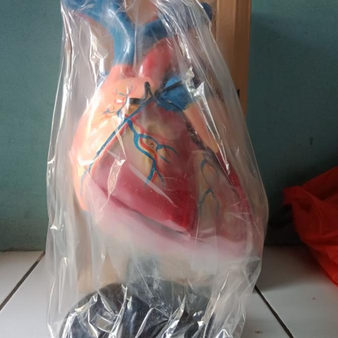 Jual Baru MODEL JANTUNG MANUSIA / TORSO JANTUNG / ALAT PERAGA BIOLOGI ...