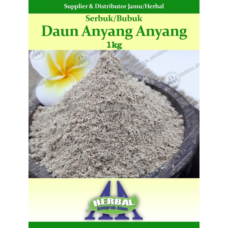Jual Daun Anyang Anyang (Bubuk) 1Kg | Elaeocarpus Grandiflorus | Rejasa ...