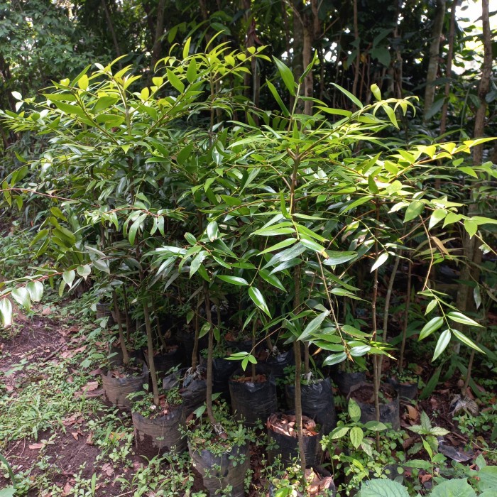 Jual BIBIT POHON DAMAR - AGATHIS DAMARA - TANAMAN DAMAR KIDAMAR ...