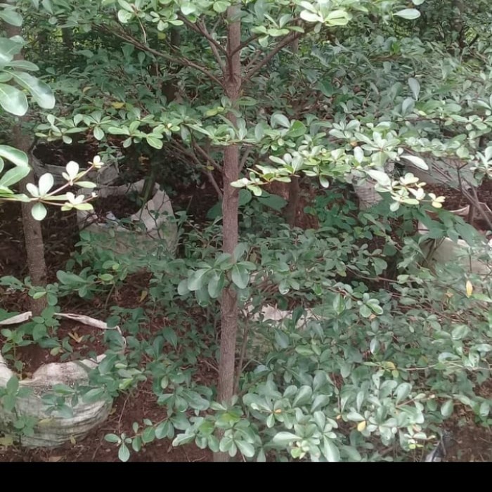 Jual Pohon Ketapang Kencana Tinggi 2 Meter Daun Rimbun | Shopee Indonesia