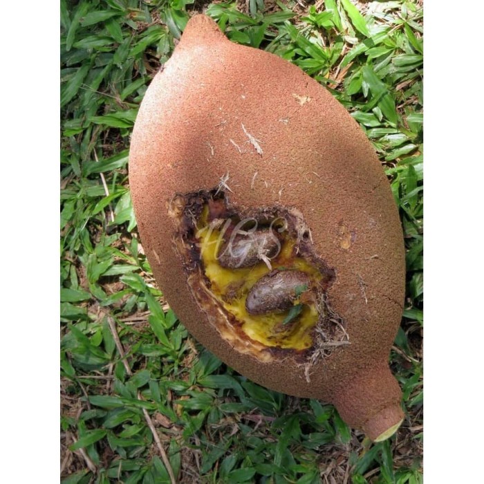Jual READY Bibit Tanaman Buah Kluwek Kepayang Picung | Shopee Indonesia