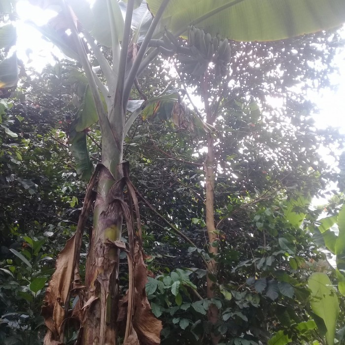 Jual [COD] Pohon Pisang Raja Sudah Berbuah/Pisang Raja Sajen Terbaru ...