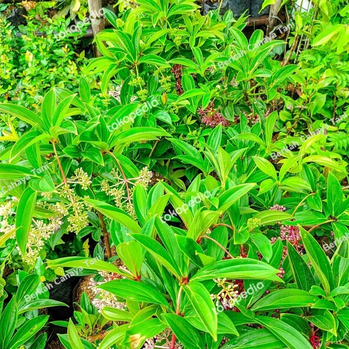 Jual Bibit Tanaman Parijoto-Pohon Parijoto-Bibit Buah Bunga Parijoto ...