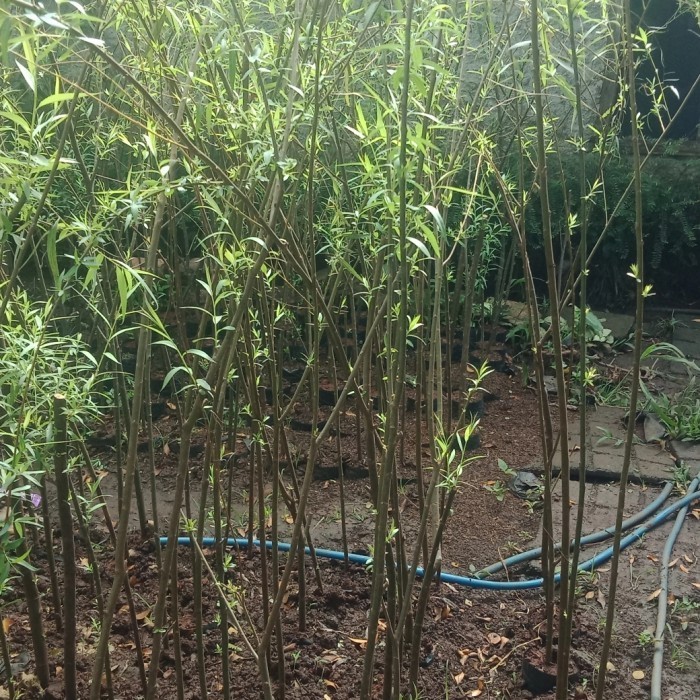 Jual Pohon Liang Liu Ukuran 1m s/d 1,50cm siap tanam | Shopee Indonesia