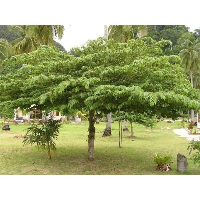 Jual Bibit Pohon Buah Ceri Seri Kersen Talok Keres Kersem - Tanaman ...