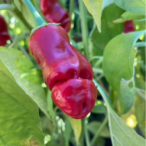 Jual Victory Seed Bibit Benih Cabe Red Peter (Isi 2 Biji) | Shopee ...