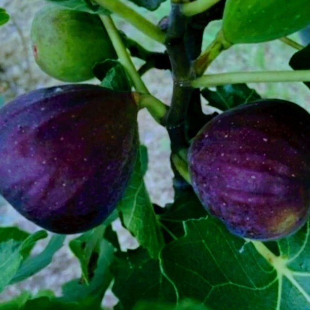 Jual Bibit Buah Tin Black Genoa TOP | Shopee Indonesia