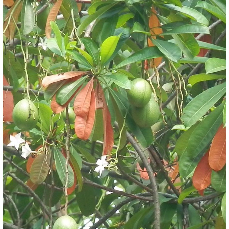 Jual seed Entrepreneur Daun Bintaro Simpalak Segar Pengusir Hama - 50 ...