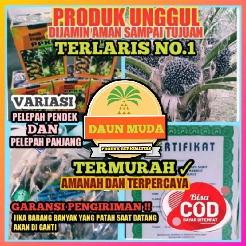 Jual Bibit benih kecambah DXP ppks 239 & ppks 540 unggul ( isi 250 ...