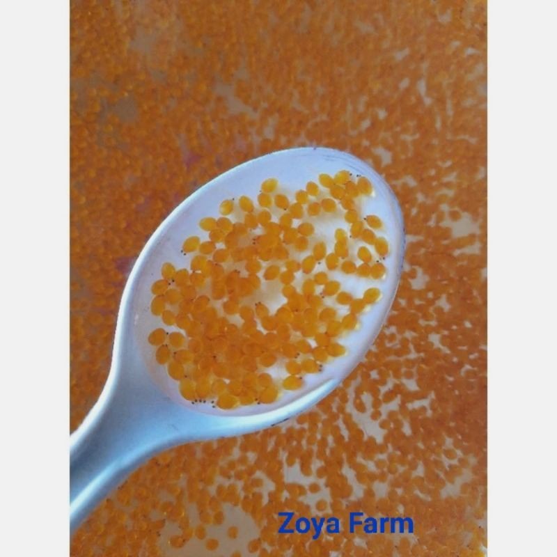 Jual Telur Larva Gurame Soang Paket 1000 | Shopee Indonesia
