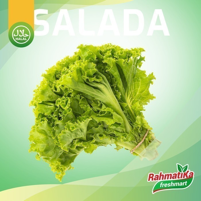 Jual Selada Segar / Daun Selada Fresh 250 gram (Sayur Segar) | Shopee ...