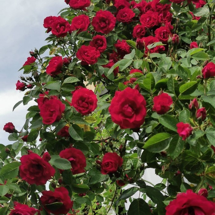 Jual Online Seeds Bibit Benih Bunga Mawar Merah Rambat - 2 Biji ...