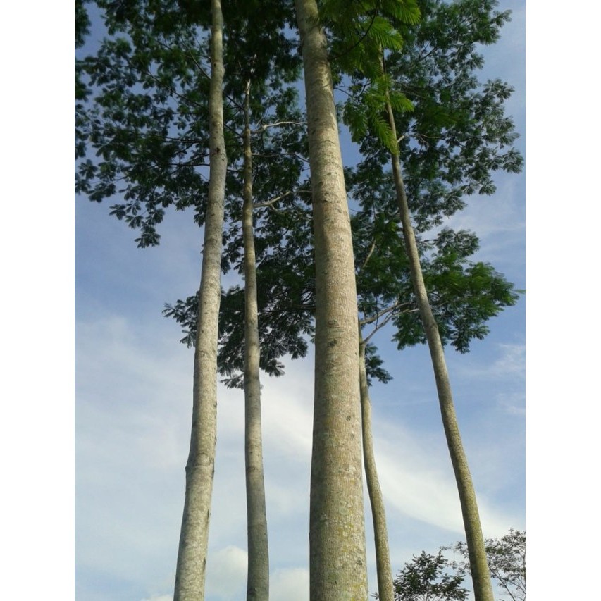 Jual Seed Center - Bibit Benih Sengon Buto (5 Gram) | Shopee Indonesia