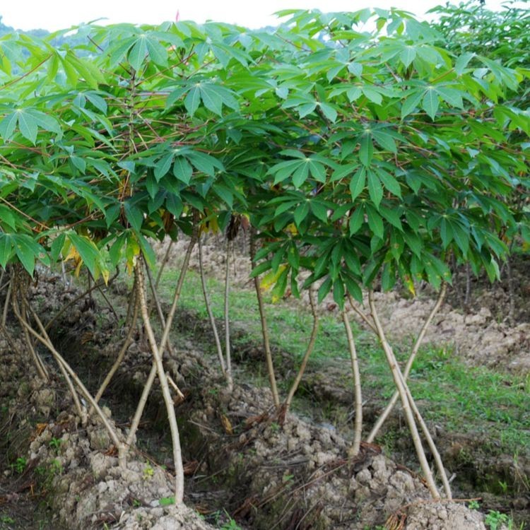 Jual Seed Center Stek Bibit Tanaman Singkong (500 Gram) | Shopee Indonesia