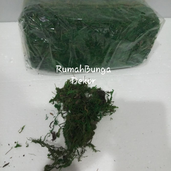 Jual Lumut Artificial | Shopee Indonesia
