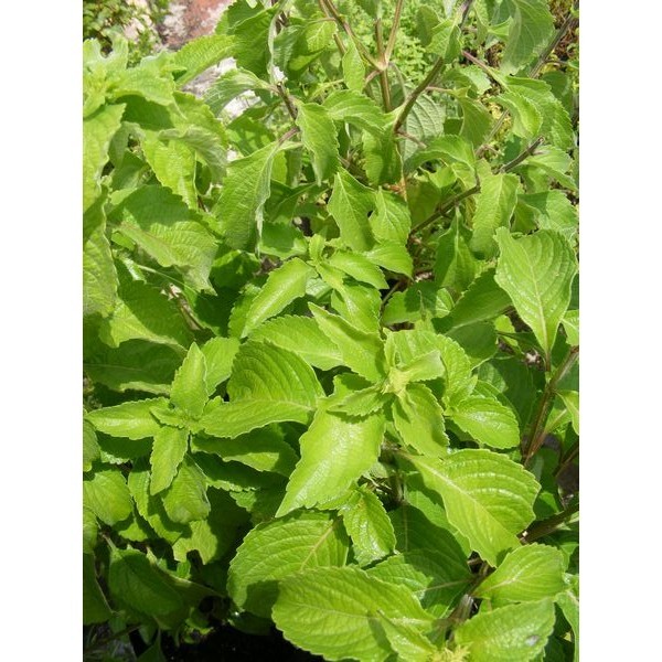 Jual KedaiBenih Daun Ruku Ruku Herbal Kering ~ 200 Lembar | Shopee ...