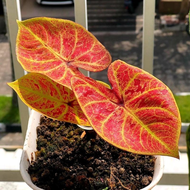 Jual Tanaman Hias Keladi New Wave Bunga Hias Keladi Caladium Anakan New ...