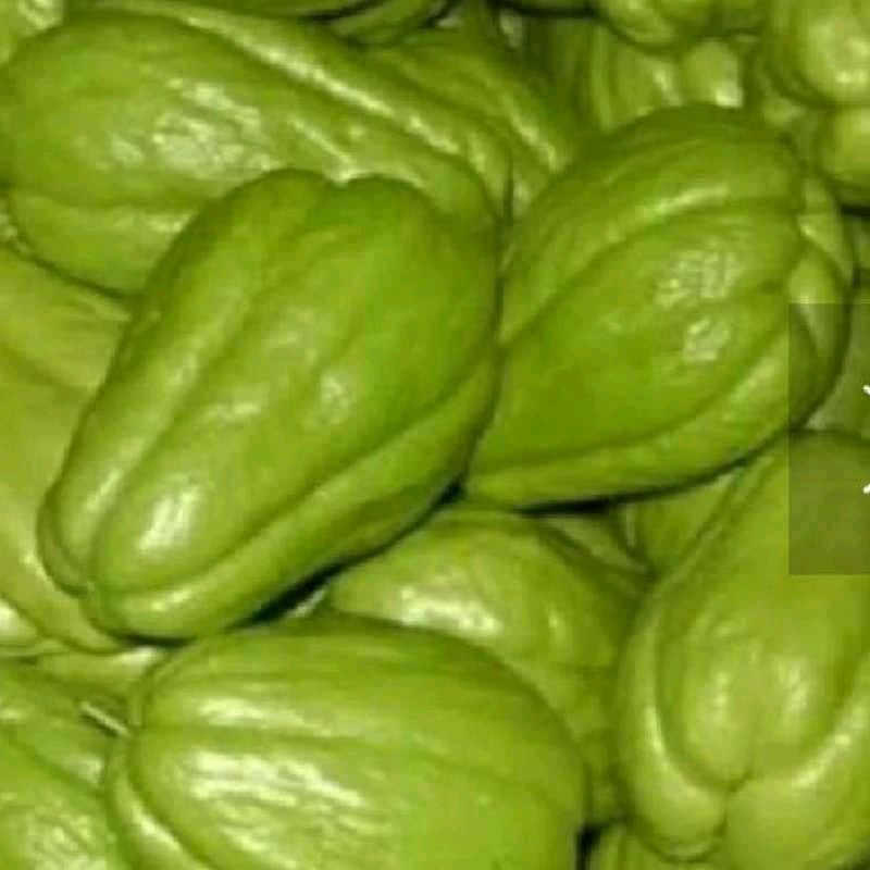 Jual Sayur Labu siam segar pilihan | Shopee Indonesia