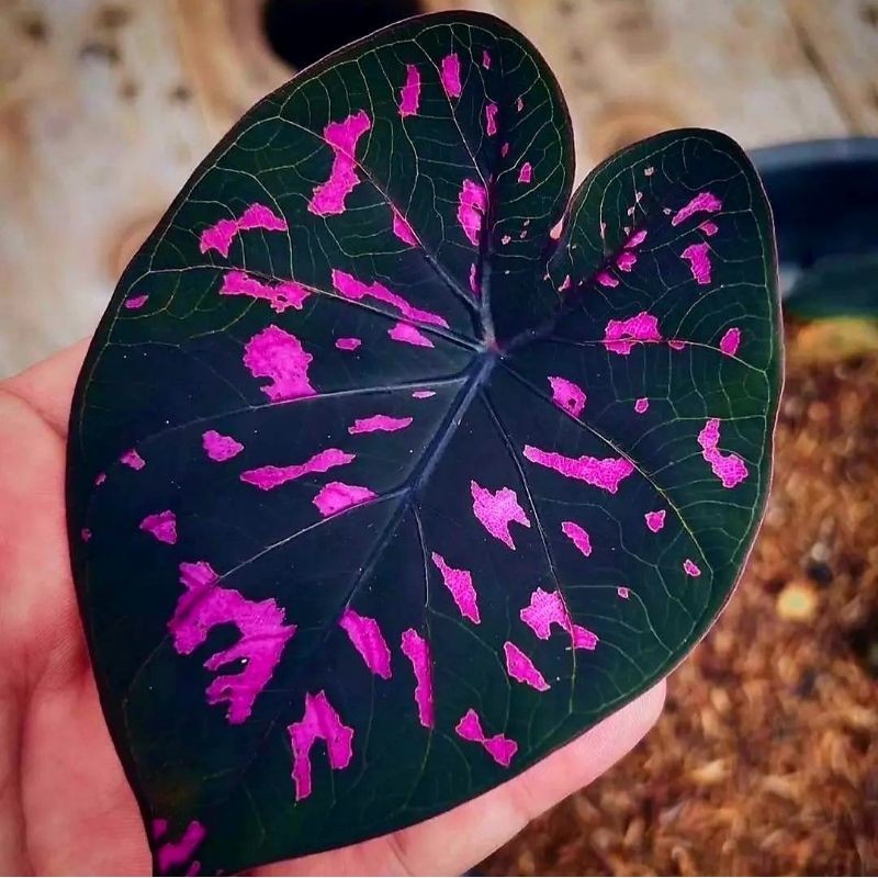 Jual Tanaman Hias Caladium Clavaltum Bunga Hias Keladi Caladium Anakan ...