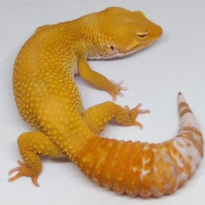 Jual HARGA DISC - Leopard gecko +-7bulan ( jantan )free kalsium ...