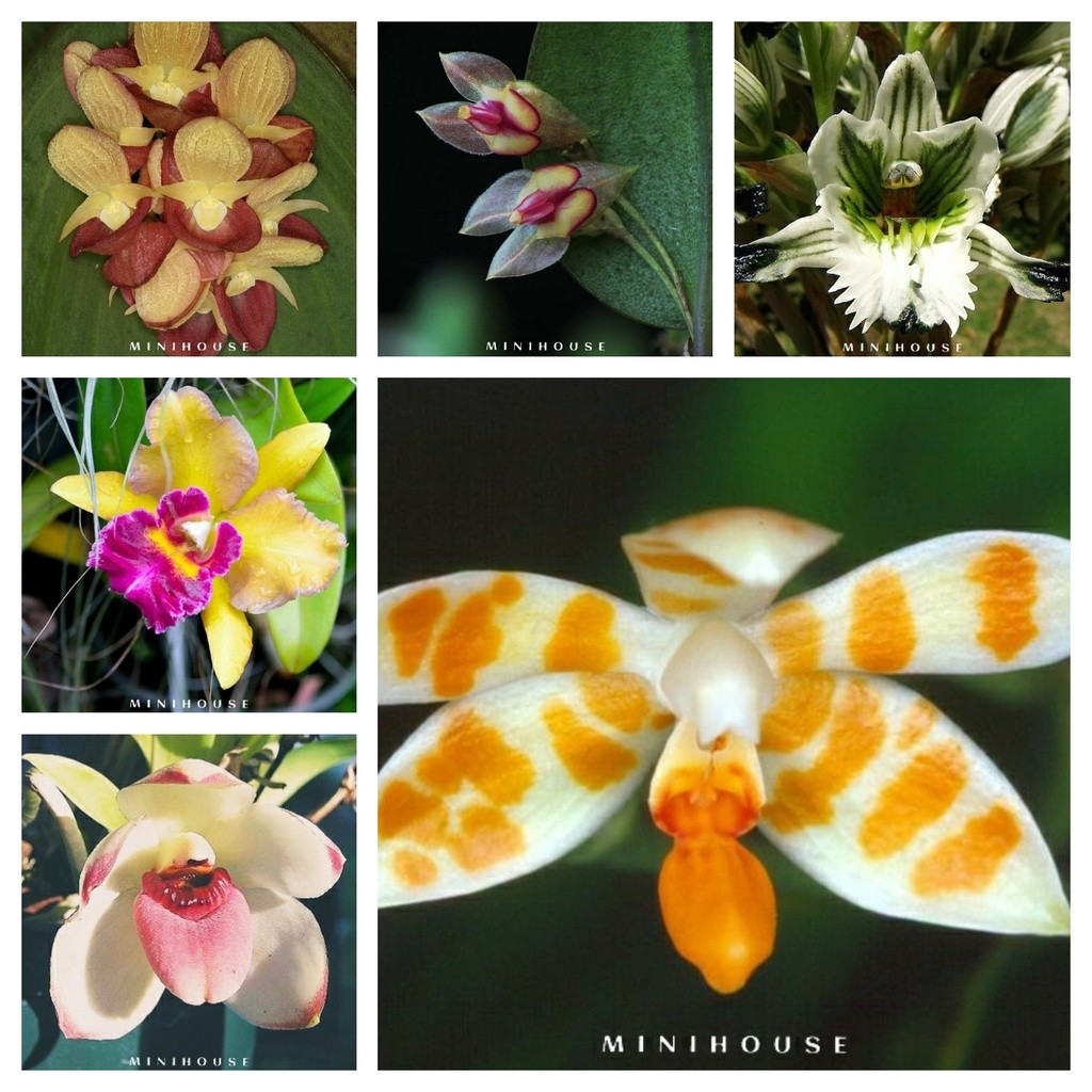 Jual PAKET ISI 6 BENIH ANGGREK ORCHID IMPORT | Shopee Indonesia