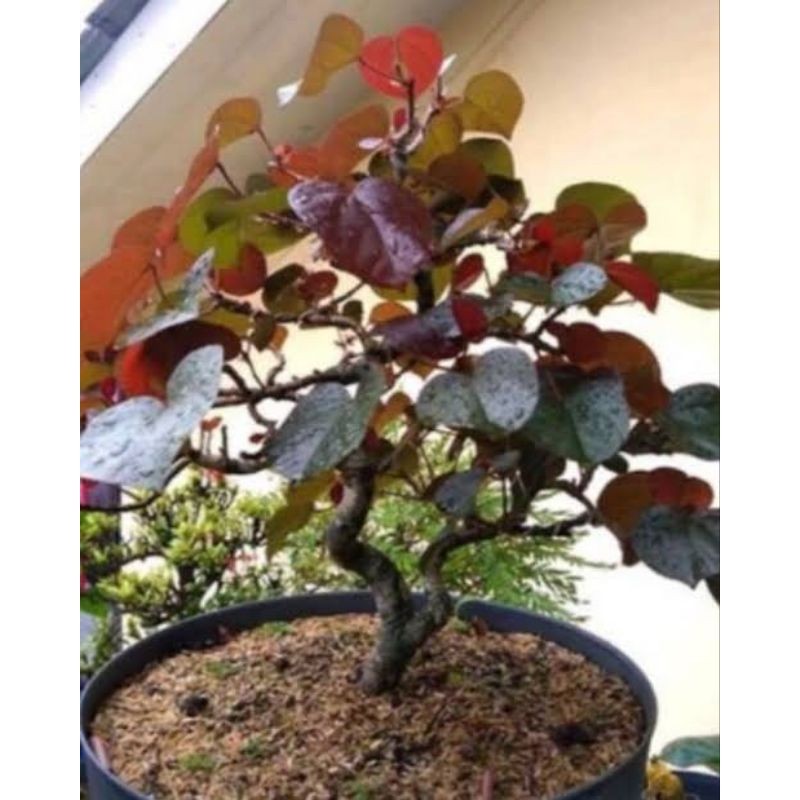 Jual Bibit wamer waru merah super cangkok 50-60cm | Shopee Indonesia