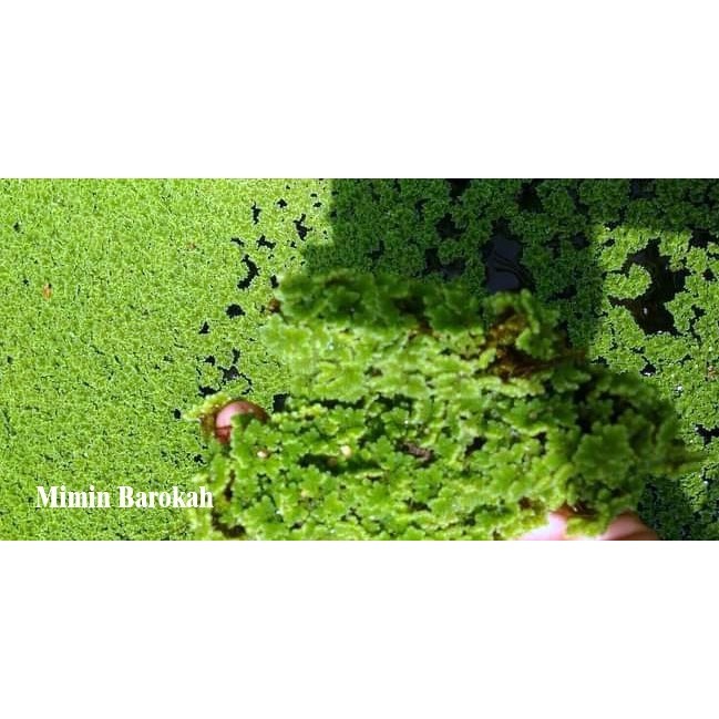 Jual SALE!! RUMPUT AZOLLA / BIBIT AZOLLA PAKAN/BENIH AZOLA MICROPHYLA ...