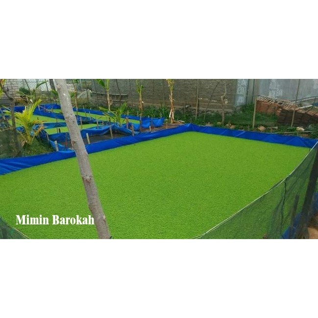 Jual SALE!! RUMPUT AZOLLA / BIBIT AZOLLA PAKAN/BENIH AZOLA MICROPHYLA ...