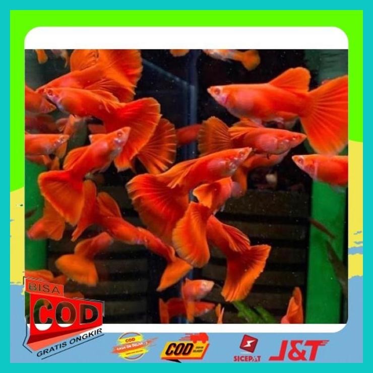 Jual PAKET HEMAT 10 EKOR GUPPY ALBINO FULL RED JANTAN ALISUP | Shopee Indonesia