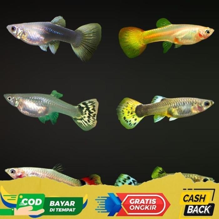 Jual IKAN HIAS GUPPY BETINA RANDOM WARNA WARNI AQUASCAPE FEMALE GUPPY ALISUP | Shopee Indonesia