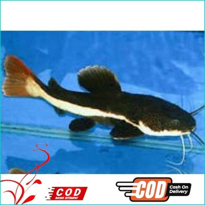Jual BISMILLAH IKAN HIAS RED TAIL CAT FISH / LELE RTC / LELE HIAS AIR ...