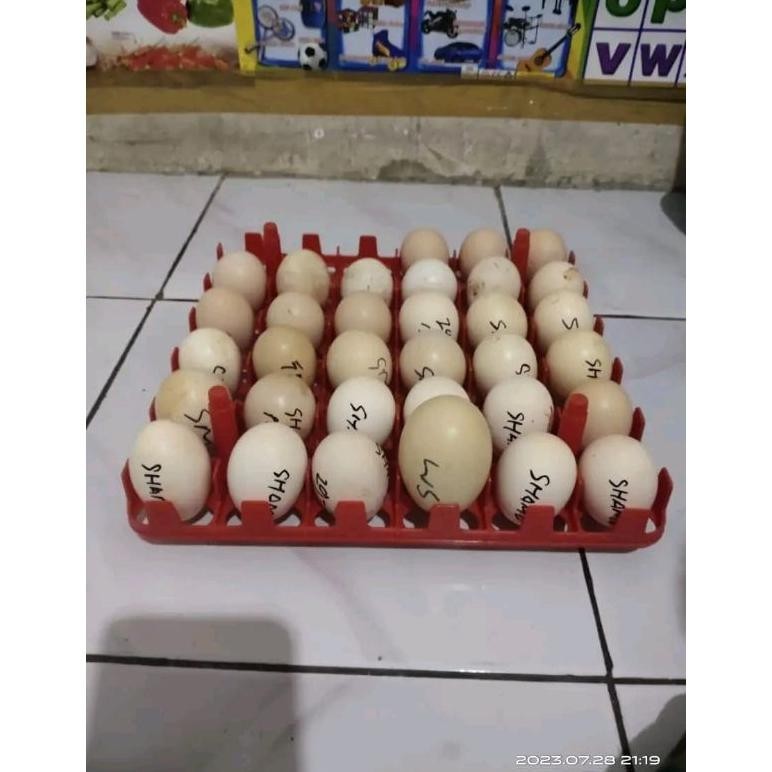 Jual 8,8 Paket 3 Buah Telur Ayam Bangkok Ekor Lidi (Fresh) Great Sell ...