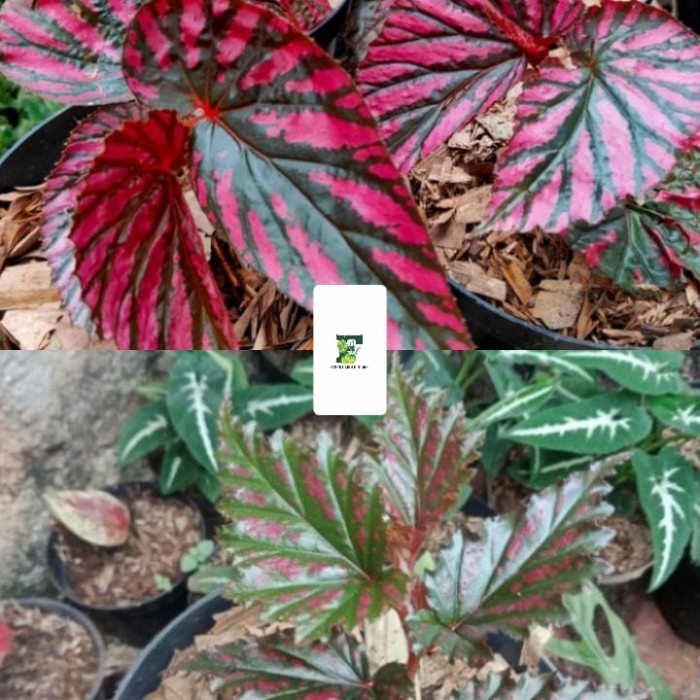 Jual Paket Tanaman Hias Begonia 2 Jenis - Paket Tanaman Hias - Begonia ...