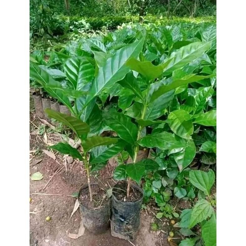 Jual Ready Bibit Kopi Arabika Ateng Unggul Siap Tanam | Shopee Indonesia
