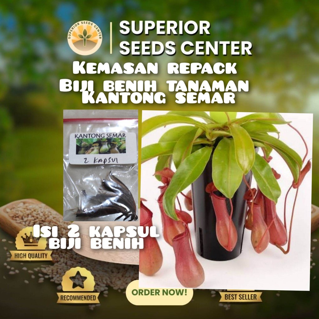Jual 2 kapsul(isi ratusan butir biji benih) tanaman kantong semar siap ...