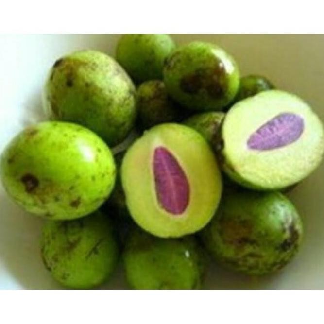 Jual Bibit pohon gandaria / Tanaman buah gandaria / segar ATY | Shopee ...