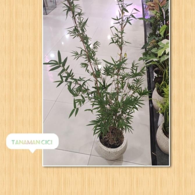 Jual HARGA DISC - tanaman bambu cina bambu kuning hias rimbun tinggi ...