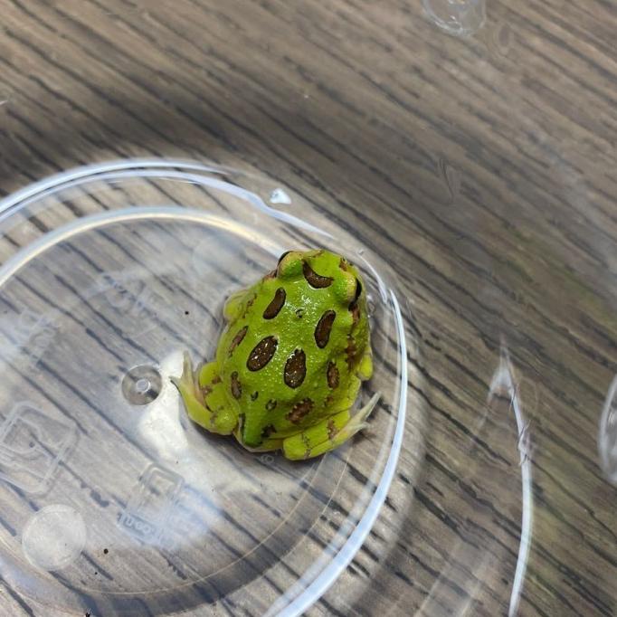Jual Pacman Green frog / kodok pacman | Shopee Indonesia