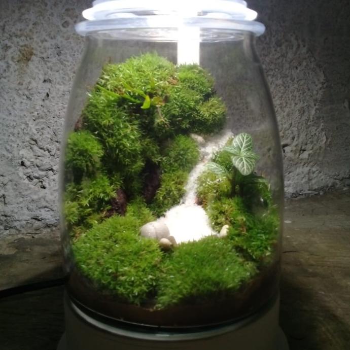 Jual mini waterfall terrarium|closed terrarium|kado unik| indoor ...