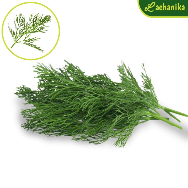 Jual Daun Dill Fresh 250gr | Shopee Indonesia