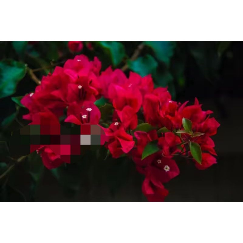 Jual BUGENVIL // TANAMAN HIAS BOUGENVILLE MERAH FANTA | Shopee Indonesia