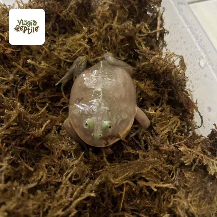 Jual Kodok budget frog freddy krueger rare GARANSI FULL bukan pacman ...
