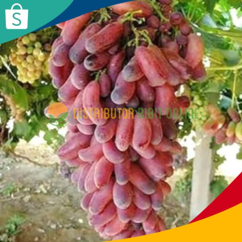 Jual Bibit Anggur Import pink husain Grafting | Shopee Indonesia