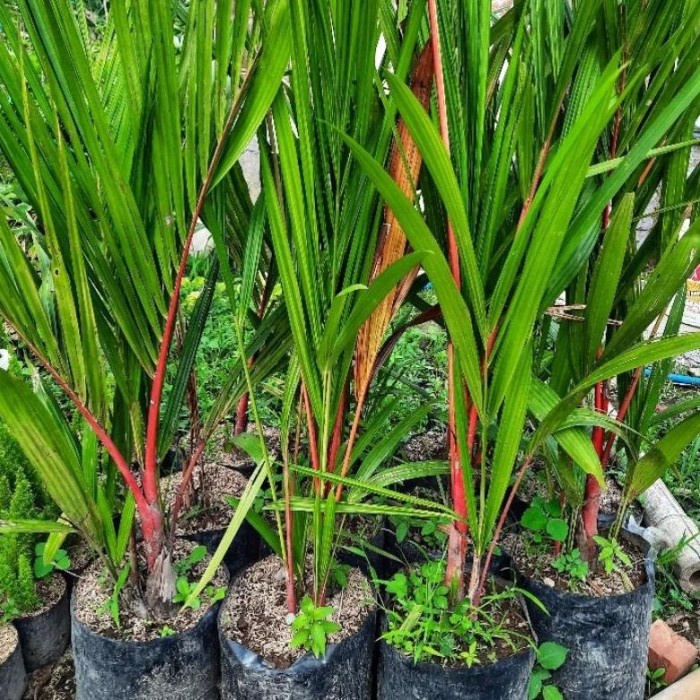 Jual TANAMAN HIDUP INDOOR PALEM PINANG MERAH 1 METER - TANAMAN HIAS ...