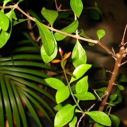 Jual Hilm Promo 500 Gram Daun Henna Pacar Banyak Manfaat | Shopee Indonesia