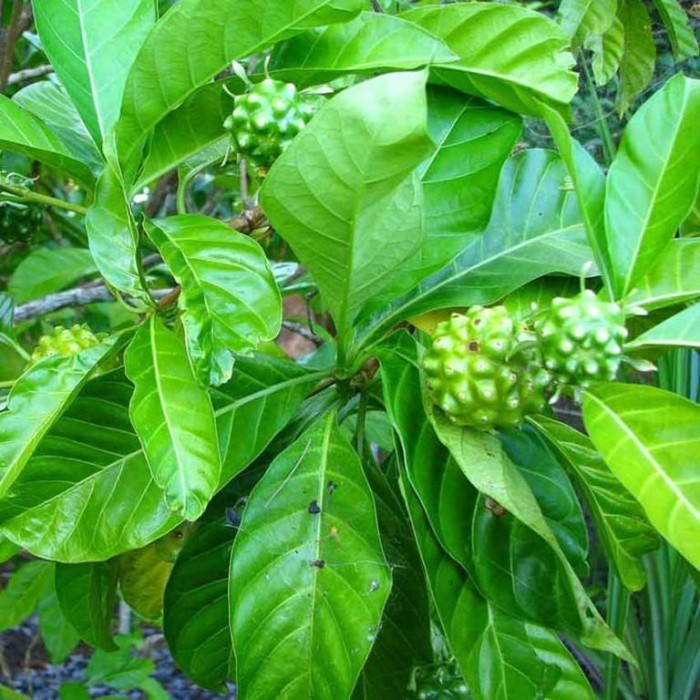 Jual READY Bibit Tanaman Mengkudu Pace Pohon Buah Cangkudu Tanaman Obat ...