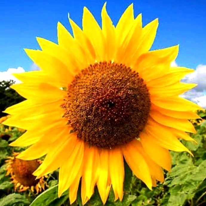 Jual 3 Butir Bibit/benih biji Bunga matahari besar/Sunflower big giant skychaper | Shopee Indonesia