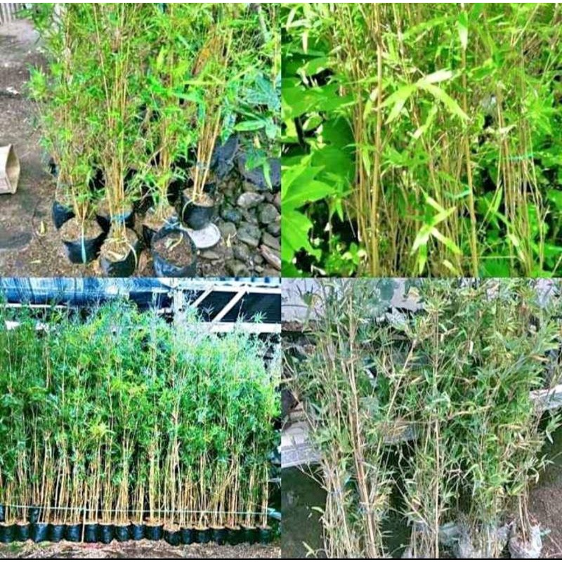 Jual Bibit Bambu Kuning Buat hiasan Depan rumah | Shopee Indonesia