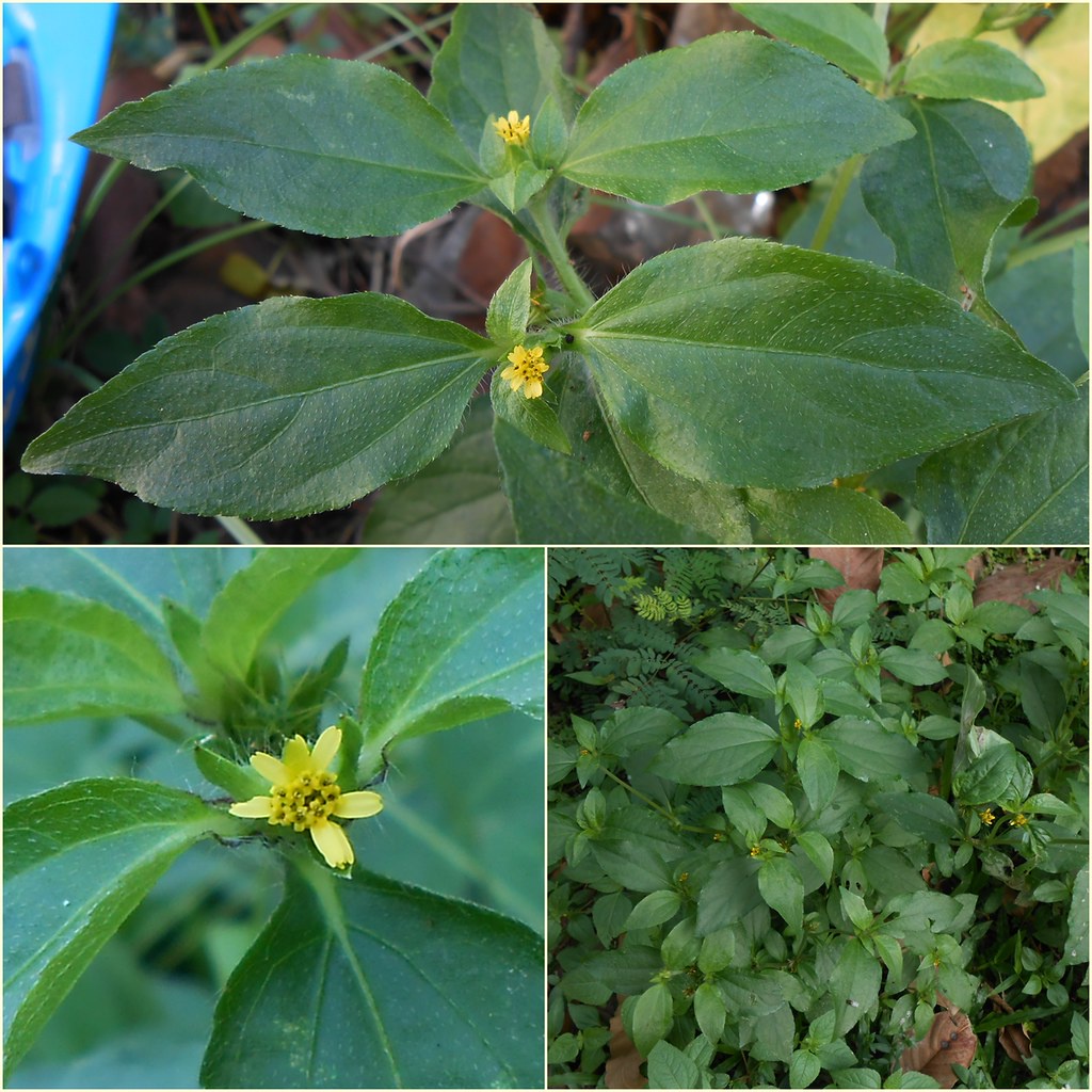 Jual Bibit Benih Bunga Jotang Kuda (10 Butir) | Shopee Indonesia